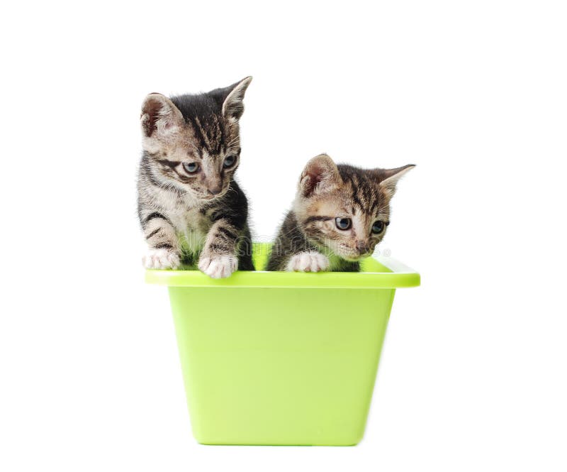 Two Gray Kittens in the Green Box Stock Image - Image of lovely ...