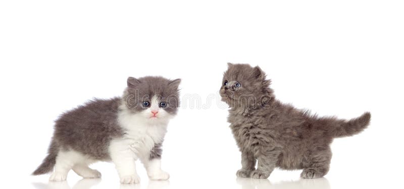 Two Gray Kittens with a Soft Hair Stock Photo - Image of background ...