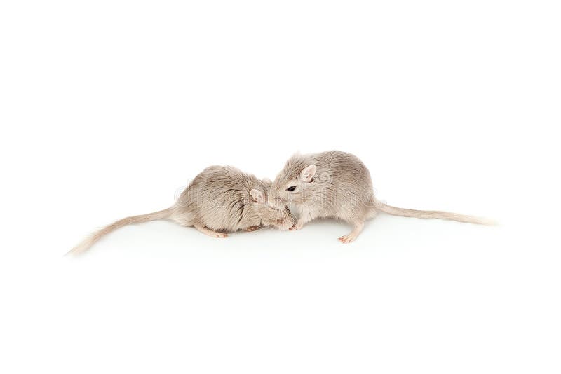 Two gray mouse stock image. Image of stool, white, mouse - 11778591