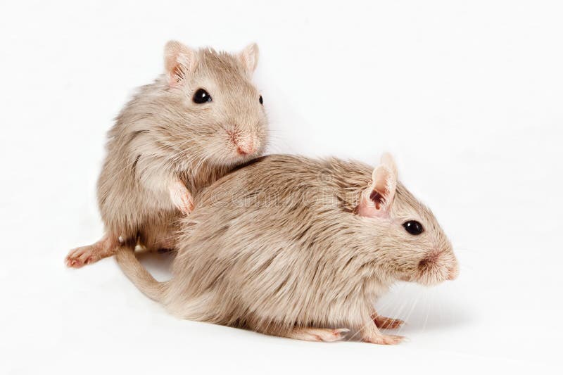 Gray mouse isolated stock image. Image of cheerful, love - 79694577