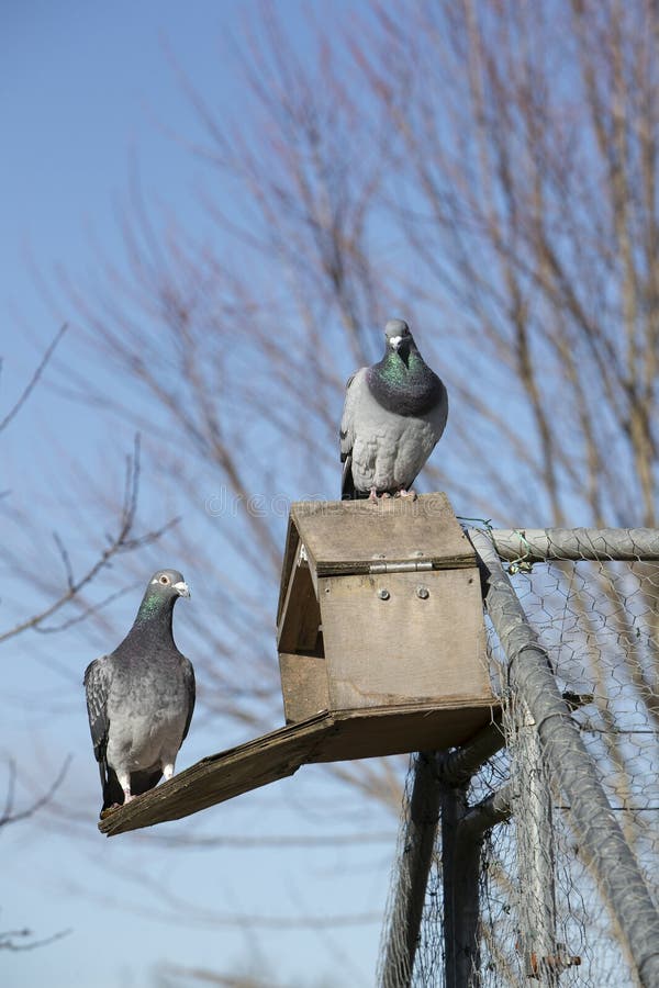 Two Gray Pigeons Perched on a Cage Stock Photo - Image of cage, wings ...