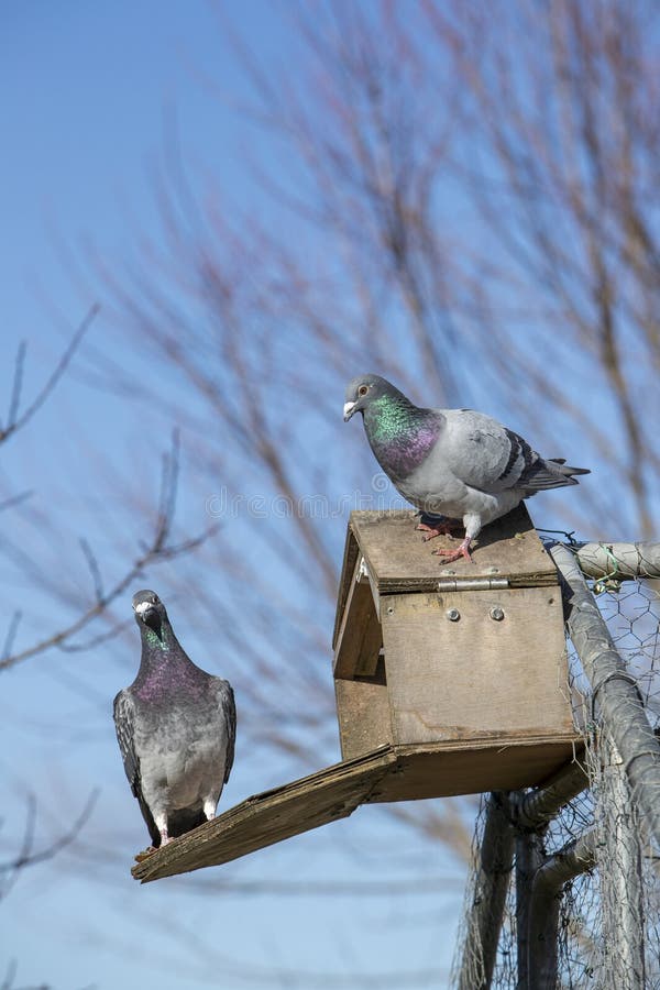 Two Gray Pigeons Perched on a Cage Stock Image - Image of nature, fence ...