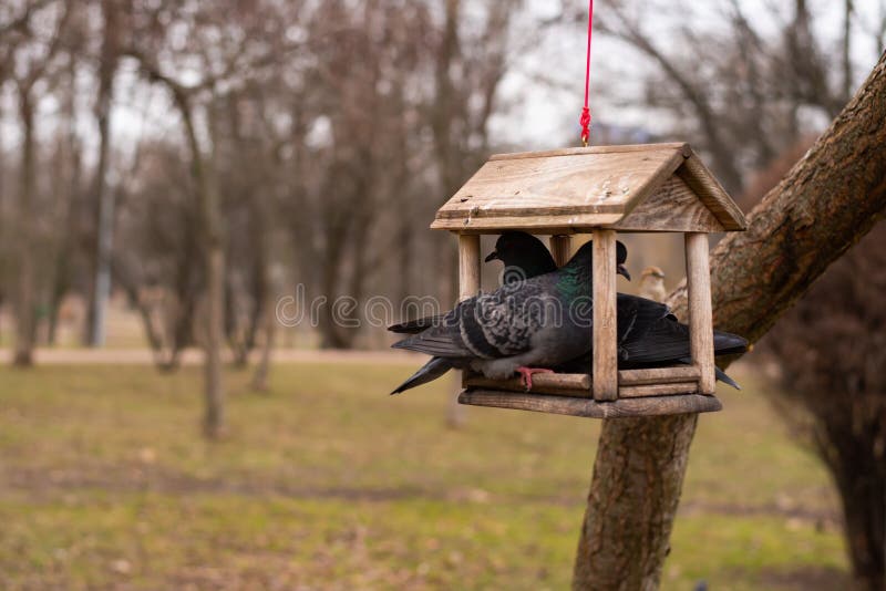Two Gray Pigeons Sitting in a Tree Feeder in a Park Stock Image - Image ...