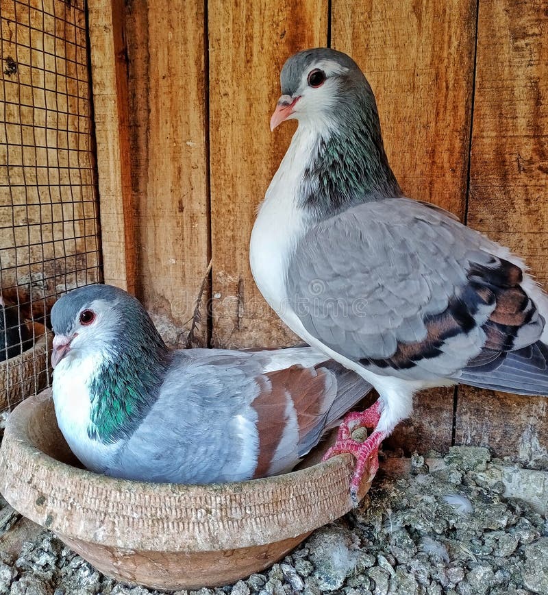 Two Gray Pigeons in Their Kennel. One Sitting and One Standing Stock ...