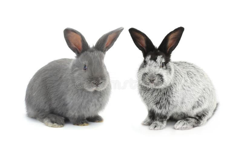 Rabbit stock image. Image of cute, small, studio, closeup - 43404883