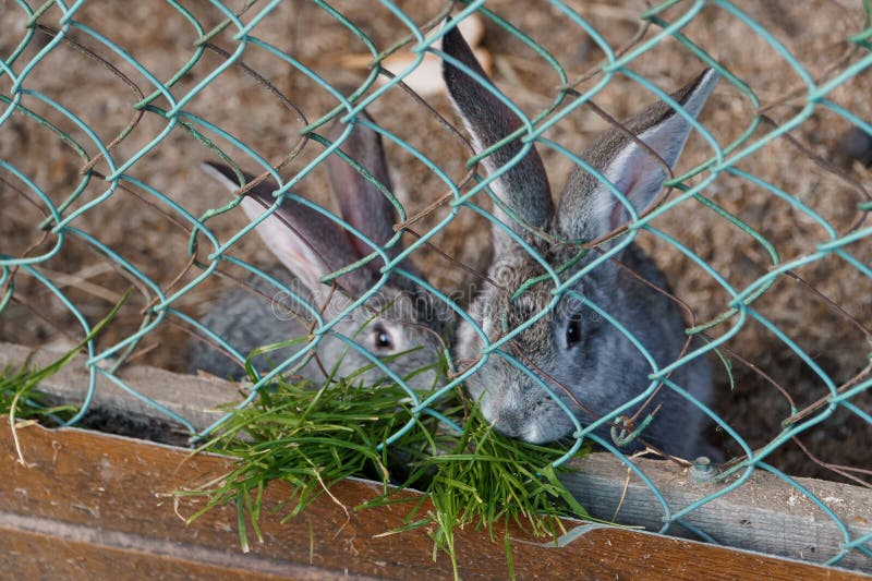 Two Gray Rabbits Behind a Wire Fence Eating Grass Stock Photo - Image ...