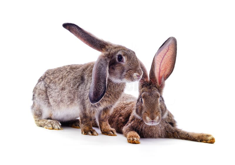Two gray rabbits stock image. Image of beautiful, photography - 178413409