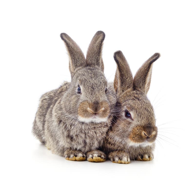 Two gray rabbits stock image. Image of farm, easter - 241872157