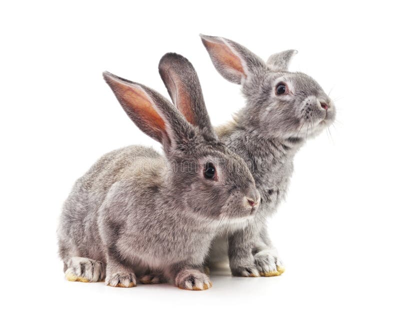 12,624 Rabbits White Background Stock Photos - Free & Royalty-Free ...