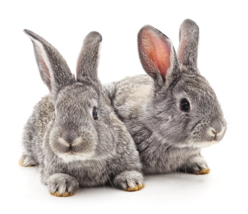 Gray rabbits isolated stock image. Image of studio, nature - 144210781