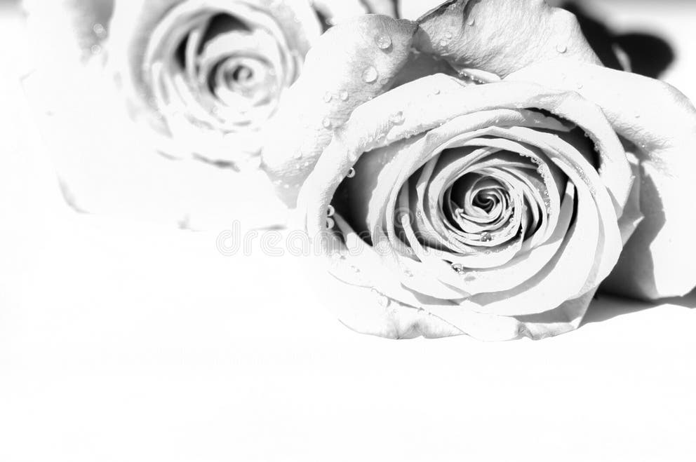 Two Gray Roses with Copy Space. Stock Image - Image of beauty ...