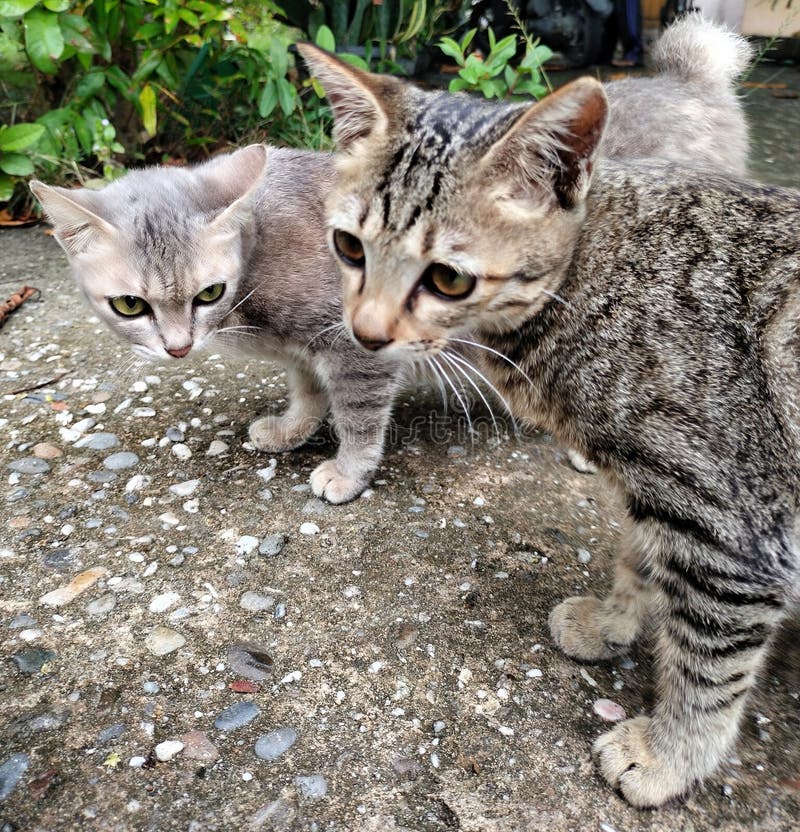 Cats playing on the grass stock image. Image of kitty - 151891867
