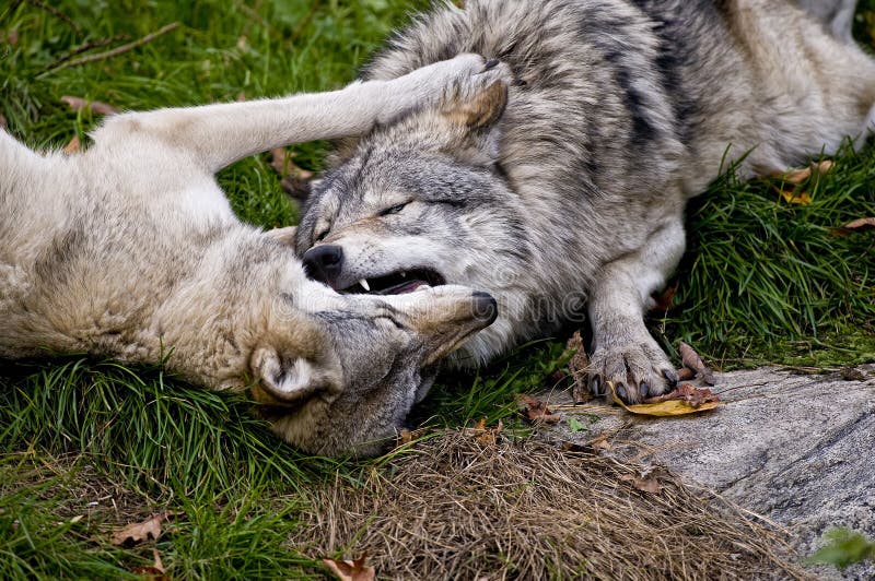 Wolf Standing Left Stock Photos - Free & Royalty-Free Stock Photos from ...