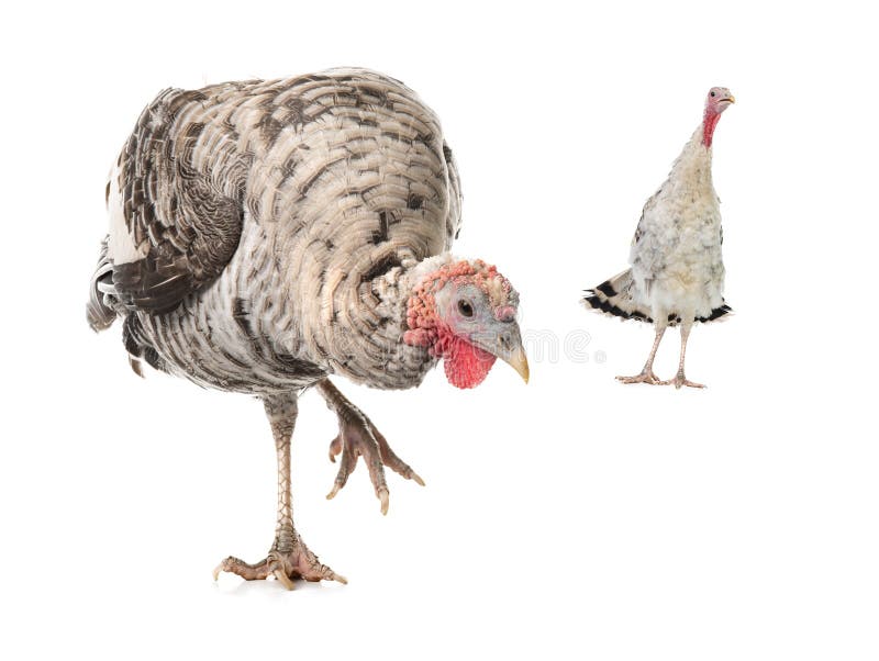 Turkeys stock image. Image of earth, animal, white, tail - 94549631