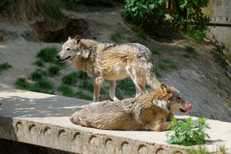Two gray wolves in a zoo stock image. Image of horde - 36156609