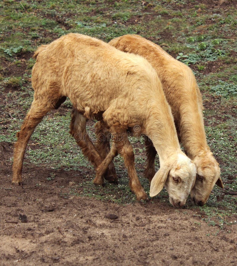 Two grazing goats stock photo. Image of farm, eating - 93176234