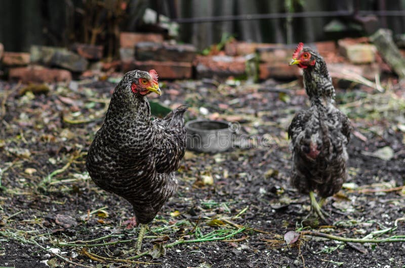 Two Grazing Gray Spotted Chicken Stock Photo - Image of california ...