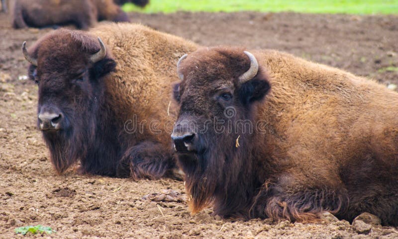 Two American Bison Chilling at the Safari Stock Photo - Image of ...