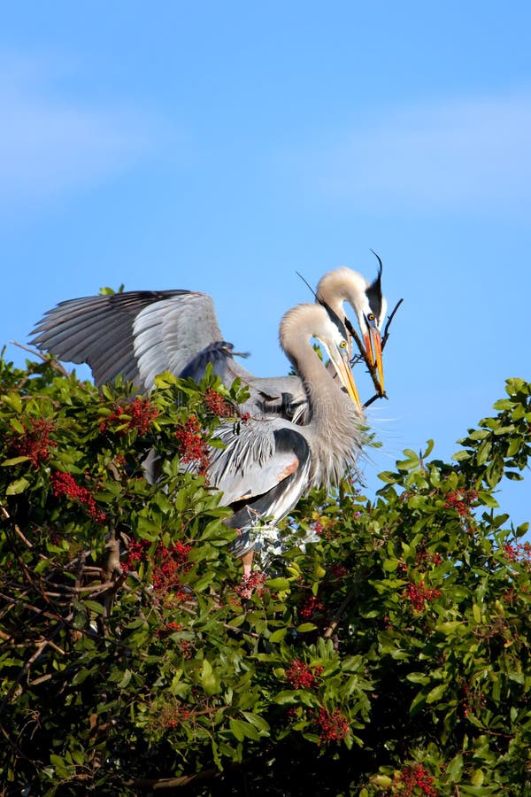 Blue Jay bird on limb stock photo. Image of horizontal - 17961134
