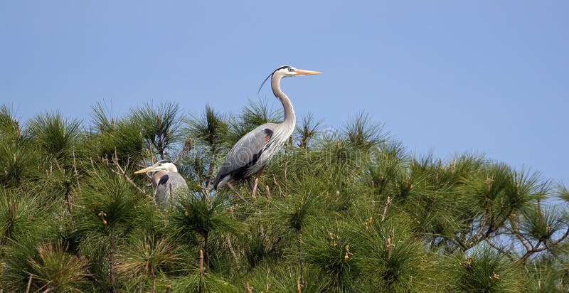 Two Great Blue Herons Bonita Beach Florida Stock Photo - Image of ...