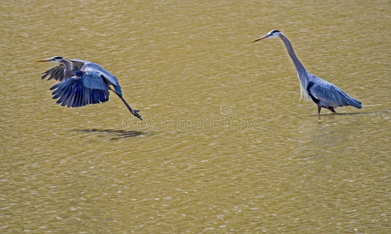 Two Great Blue Herons, One in Flight. Stock Photo - Image of catch ...