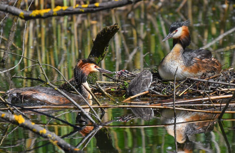 Two Great Crested Grebe with Chicks Stock Photo - Image of large, great ...