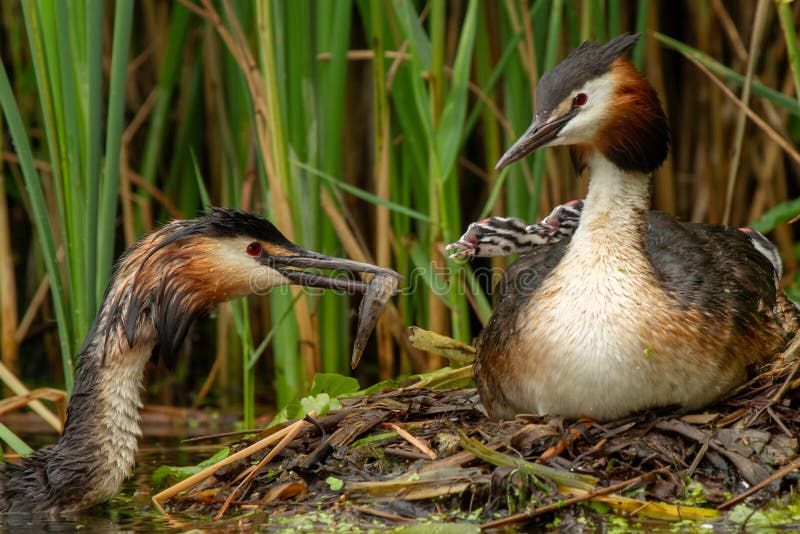 Two Great Crested Grebe with Young Stock Photo - Image of summer ...