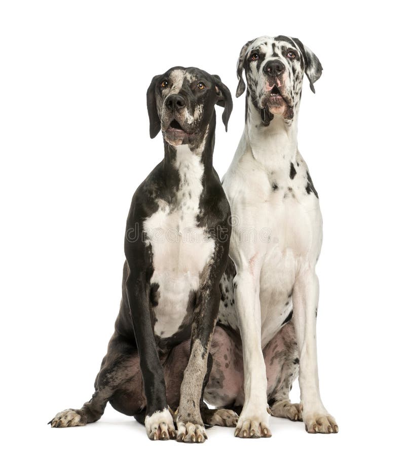 Two Great Danes Sitting and Looking Away, 1 Year Old Stock Photo ...