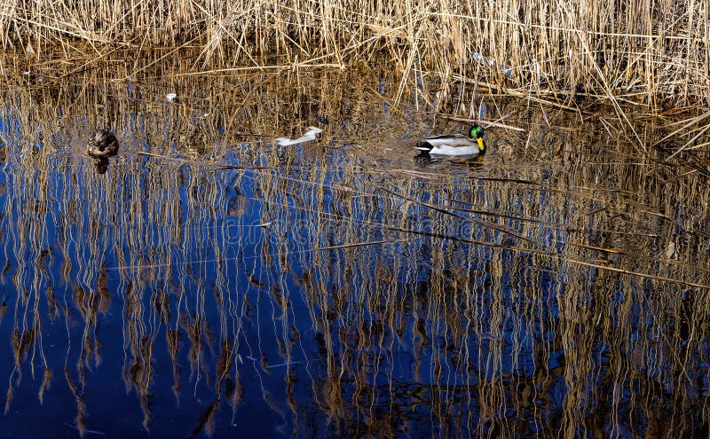 Two Great Ducks Along the Shore in the Reeds Stock Photo - Image of ...