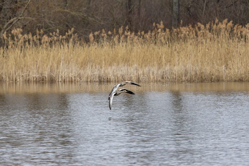 Two Great Geese Fly Side by Side Over the Surface of the Pond. One ...