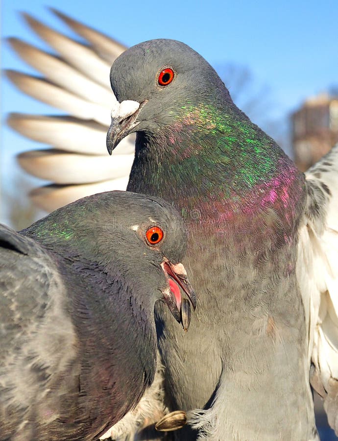 Grey Pigeons Standing On Wires Over Blue Sky Stock Image - Image of ...