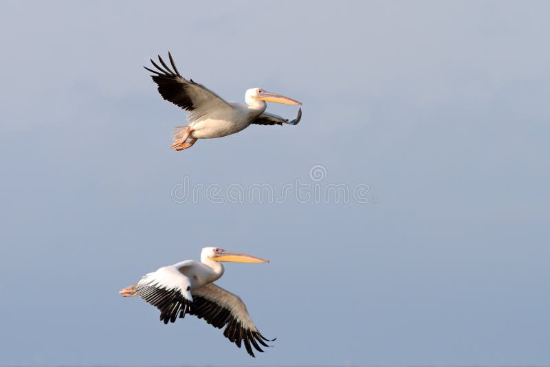 Two great pelicans stock photo. Image of large, open - 38369270