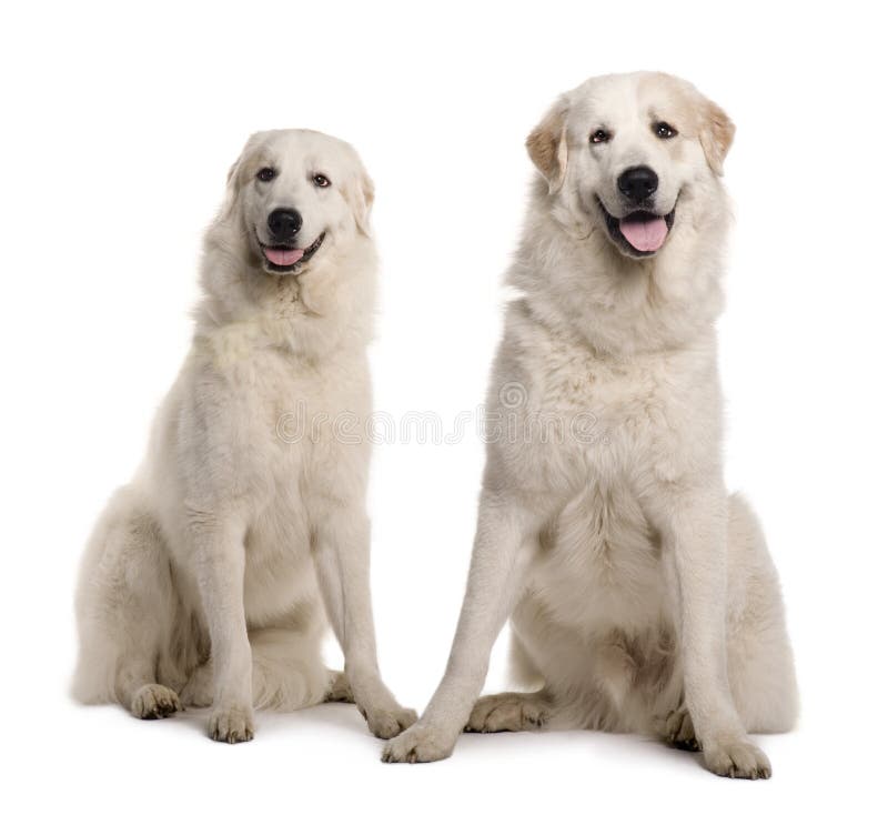 Great Pyrenees Dog stock photo. Image of beautiful, happy - 19626466
