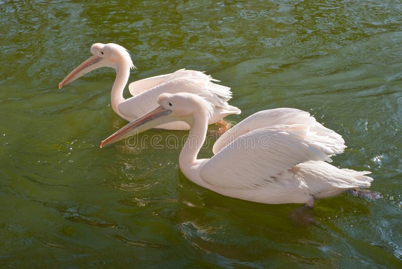 Two Great White Pelicans stock photo. Image of pelican - 19552864