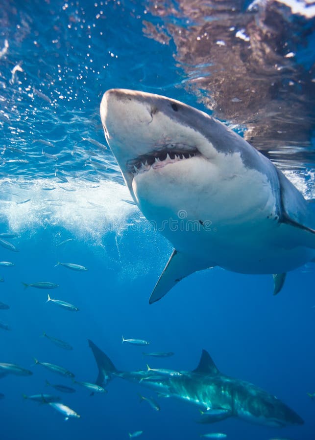 Two great white sharks stock image. Image of ocean, diving - 79131069