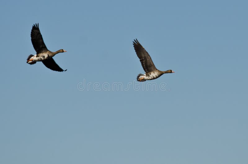 Two Greater White-Fronted Geese Flying in a Blue Sky Stock Photo ...