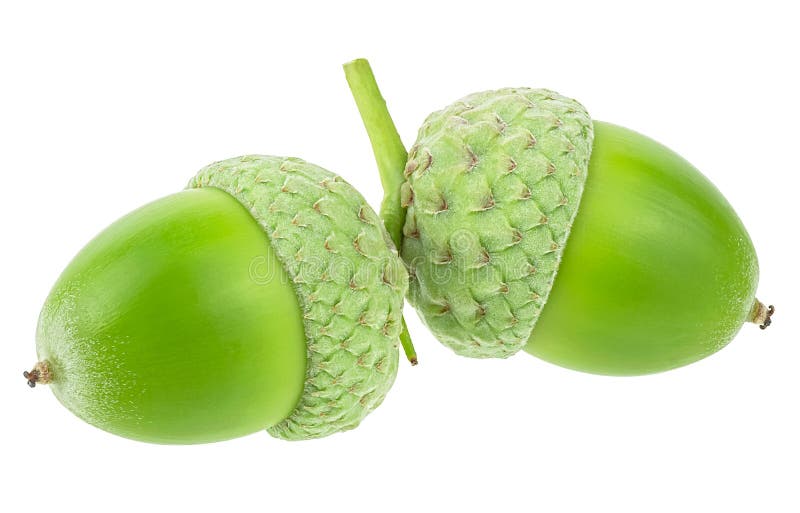 Two Green Acorns Isolated on White Background. Pair of Young Acorns ...