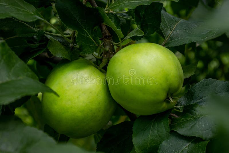 Two Green Apples on Green Tree Leaves Stock Image - Image of garden ...