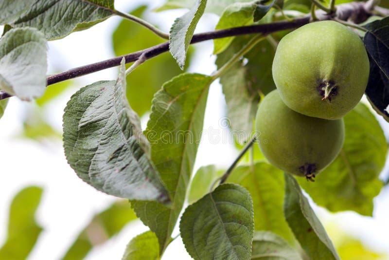 Two Green Apples Growing on the Tree Stock Image - Image of beauty ...