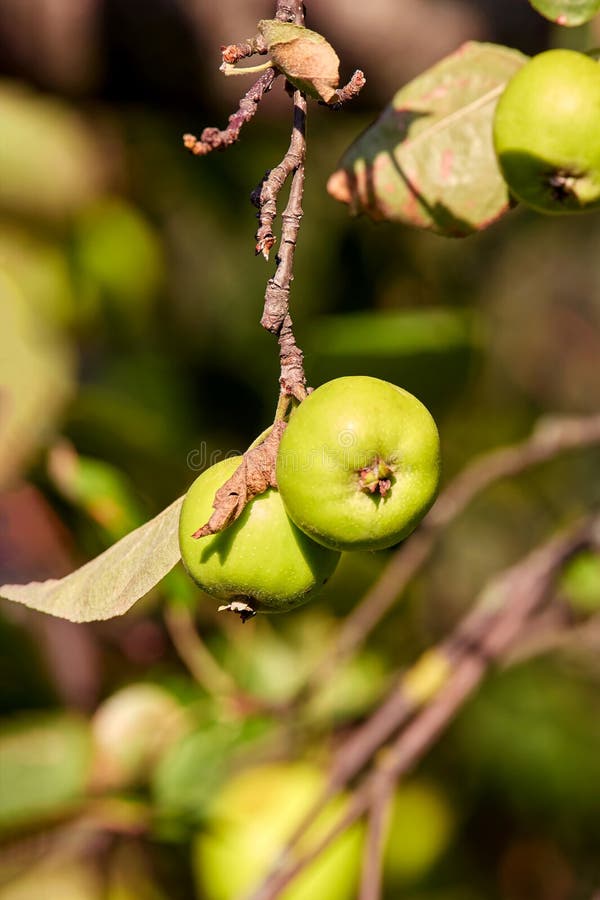 Two Green Apples Ripening on an Apple Tree Branch Stock Image - Image ...
