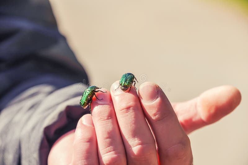 Bug sits on the hand stock photo. Image of decorative - 123641650