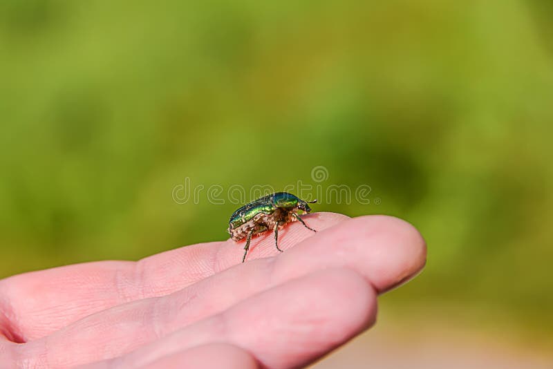 Bug sits on the hand stock image. Image of allergic - 123641687