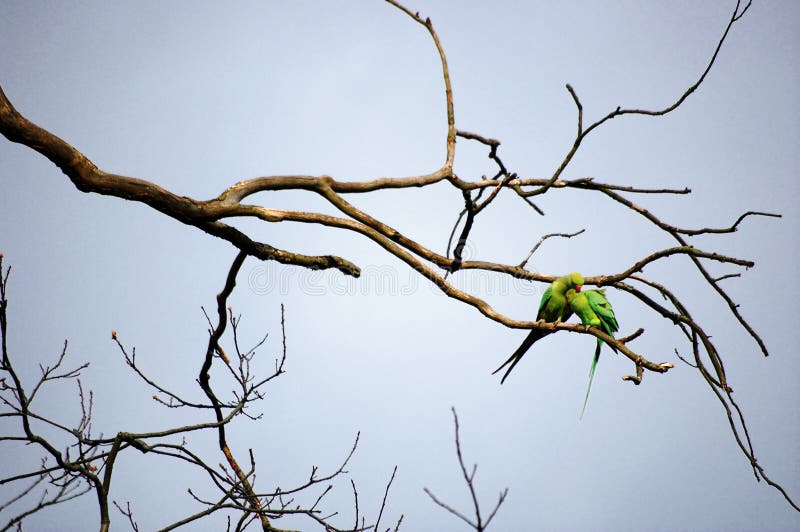 Two Green Birds Cuddling on a Tree Branch. Stock Image - Image of ...
