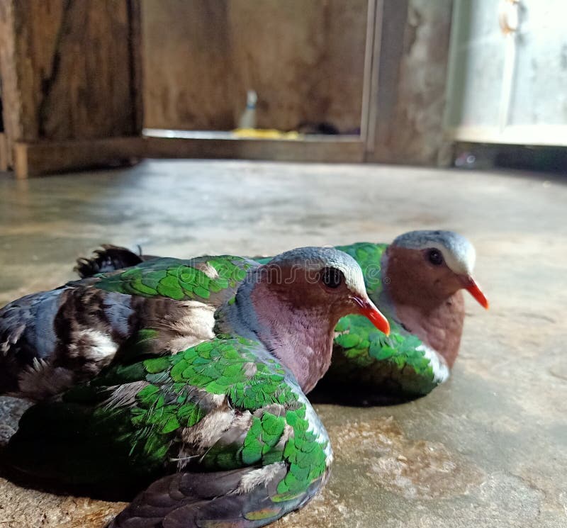 Two Green Birds are Sitting on the Floor Stock Photo - Image of birds ...