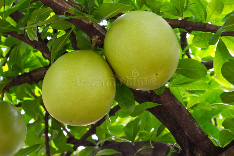 Green Calabash vegetable stock image. Image of ripe, fresh - 14593141