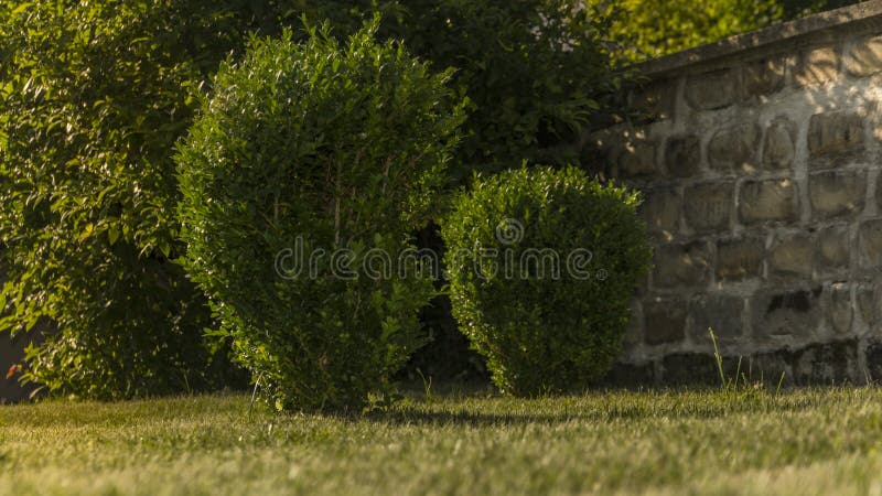 1,982 Shrubs Backgrounds Stock Photos - Free & Royalty-Free Stock ...