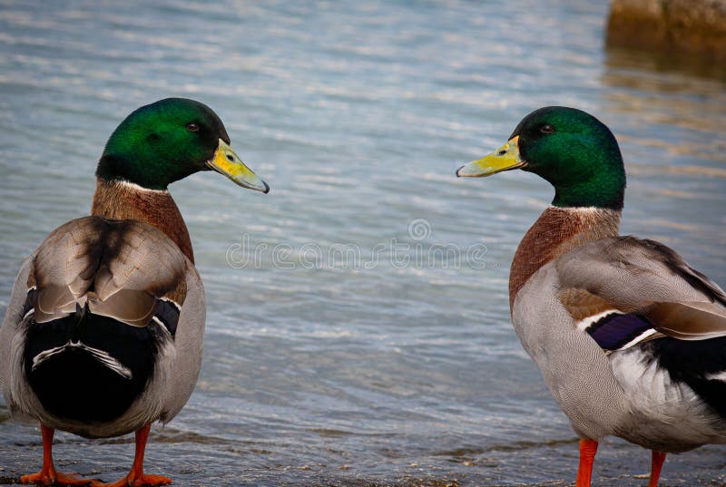 Two Green Ducks Side by Side Stock Photo - Image of animals, ducks ...