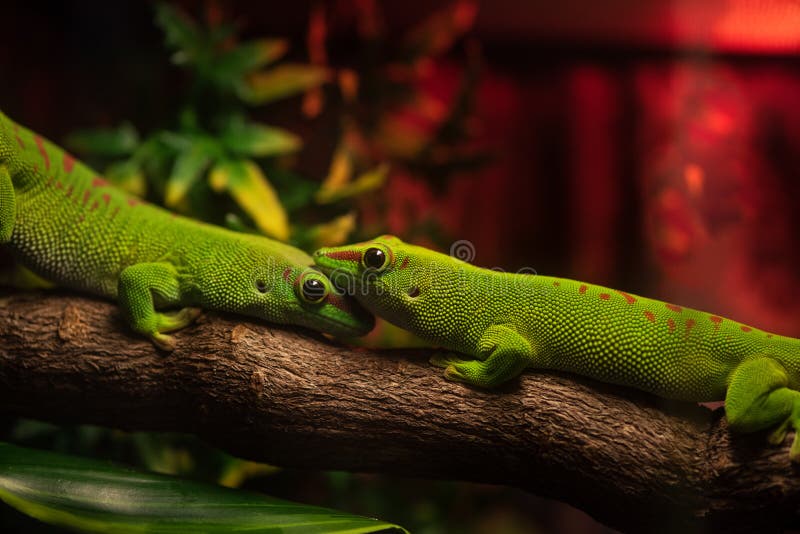 Two green gecko stock photo. Image of creature, beautiful - 259902978