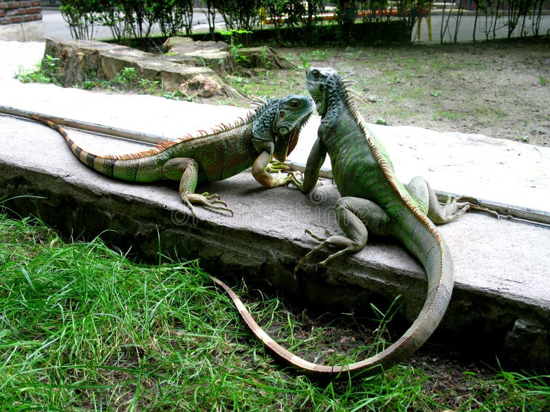 Green Iguana (Iguana Iguana) Stock Image - Image of iguana, green ...