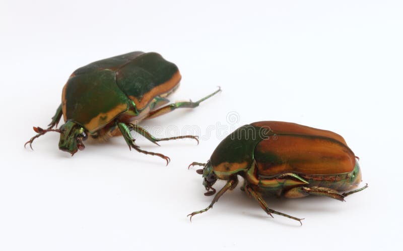 Two Green June Beetles (Cotinis Nitida) Stock Photo - Image of orange ...